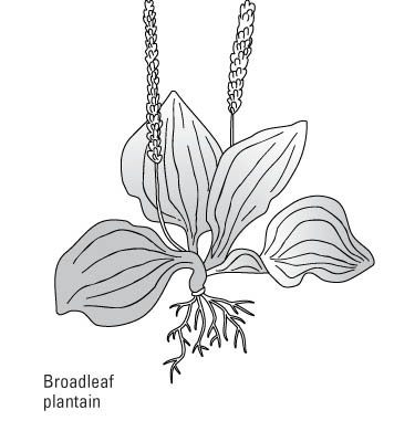 How to Identify Common Lawn Weeds - dummies