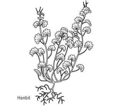 How to Identify Common Lawn Weeds - dummies