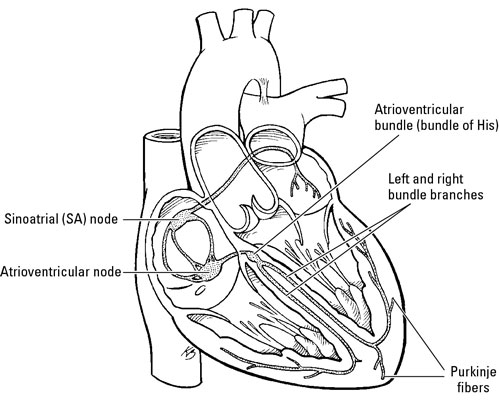 Cardiac Output For Dummies
