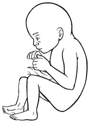 A Dad's Guide to Baby Development in the Second Trimester of Pregnancy ...