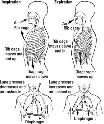 An Overview of the Respiratory System for the EMT Exam - dummies