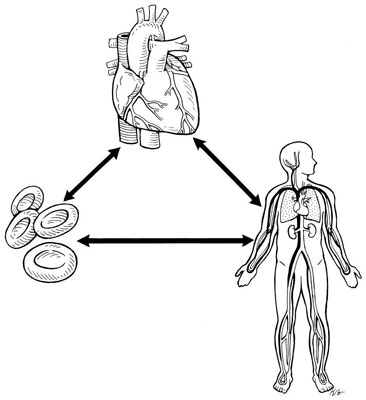 A Survey of Major Cardiovascular System Structures for the EMT Exam ...