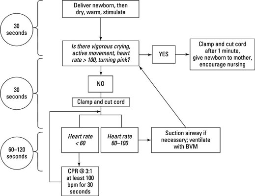 Gynecological Conditions You Should Know for the EMT Exam - dummies
