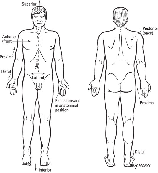 Anatomical Terms Labeling Anatomical Terms Labeling