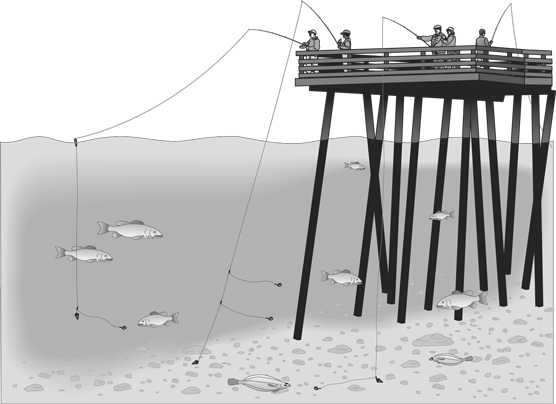 Saltwater Fishing Sites - dummies