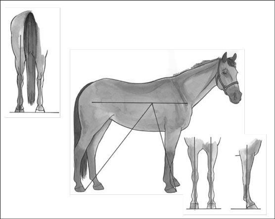 Horse Bodies: Know Good Conformation from Bad - dummies