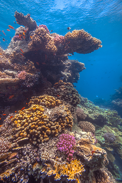 Building Their Own Communities: Reefs - dummies