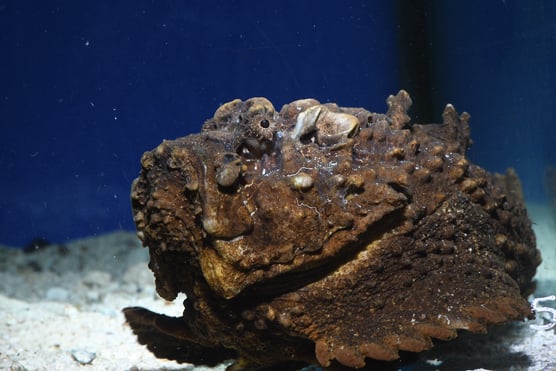 10 Deadly Ocean Creatures - dummies